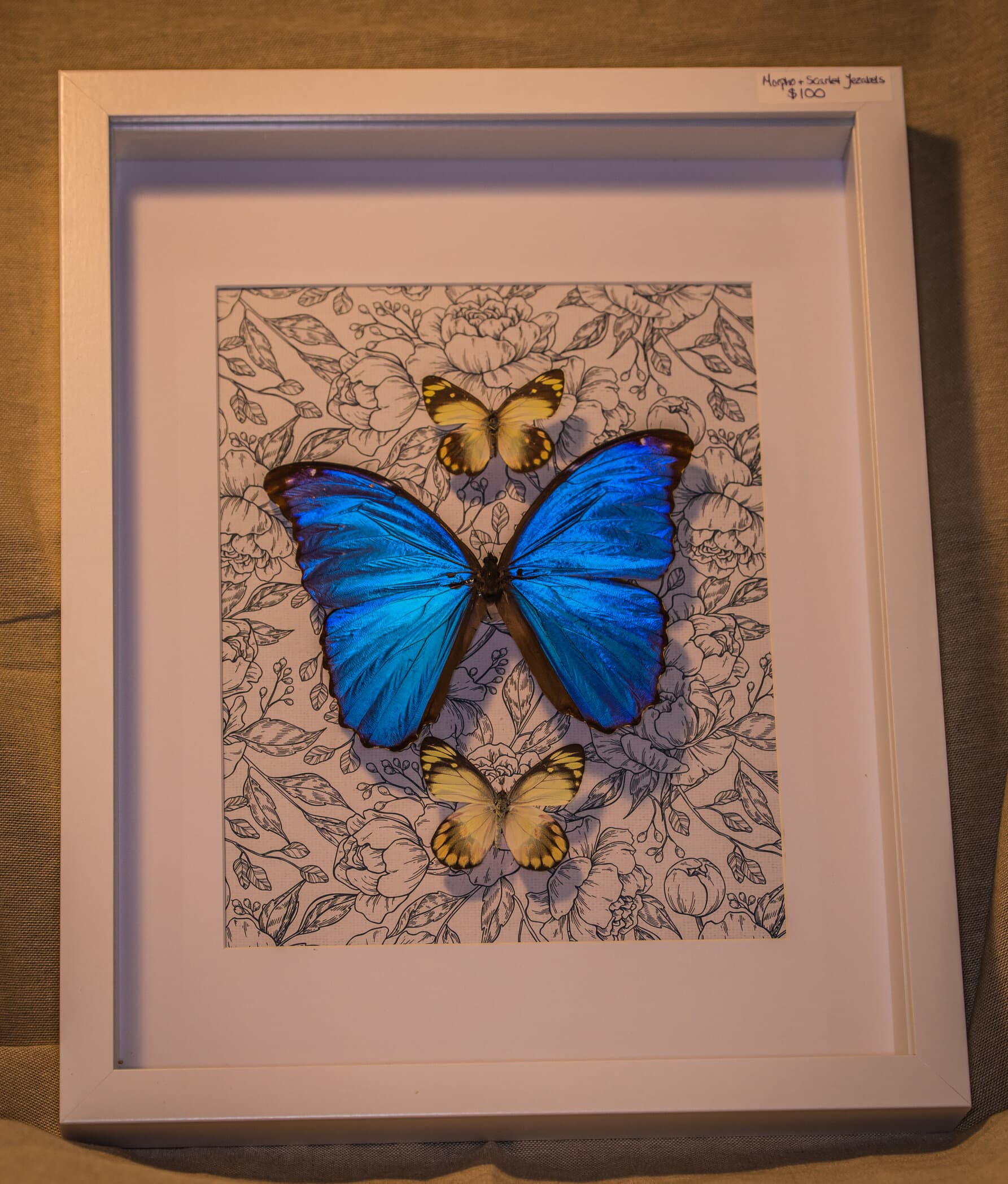 Blue Morpho and 2 scarlet jezebels - Creative Flutters